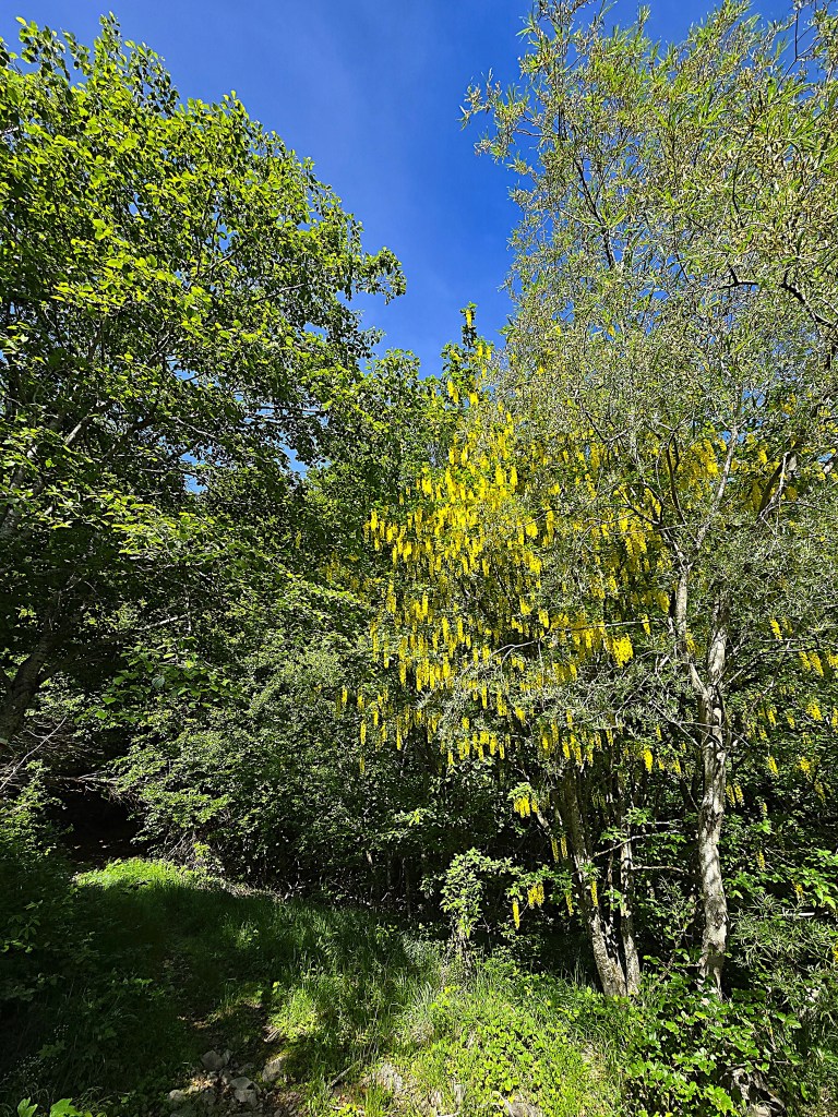 #376# 04/06/2026 Febbio (Peschiera Pianvallese) - Sasso Del Morto ...